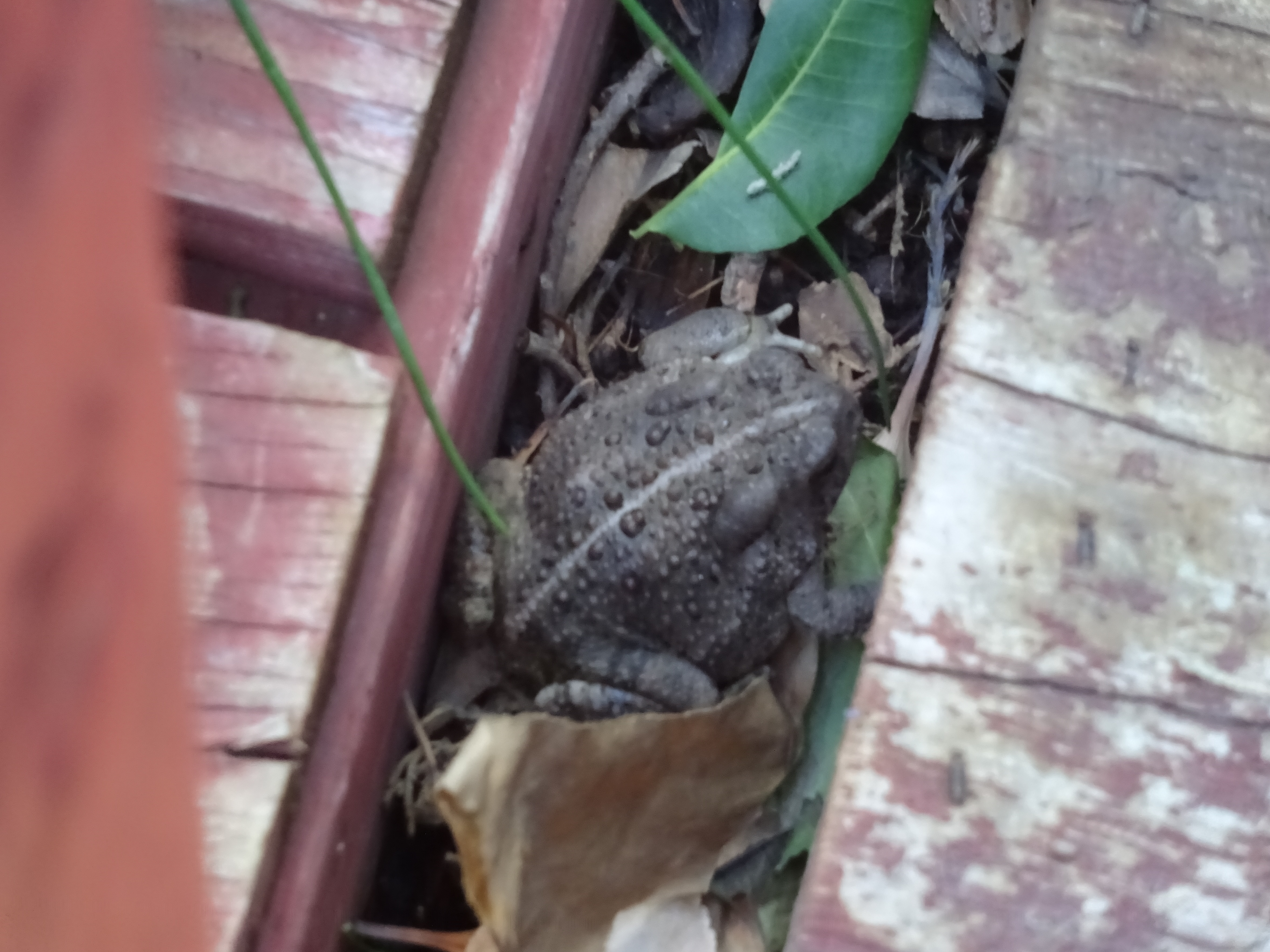 Hidden Toads – Contemplation Garden