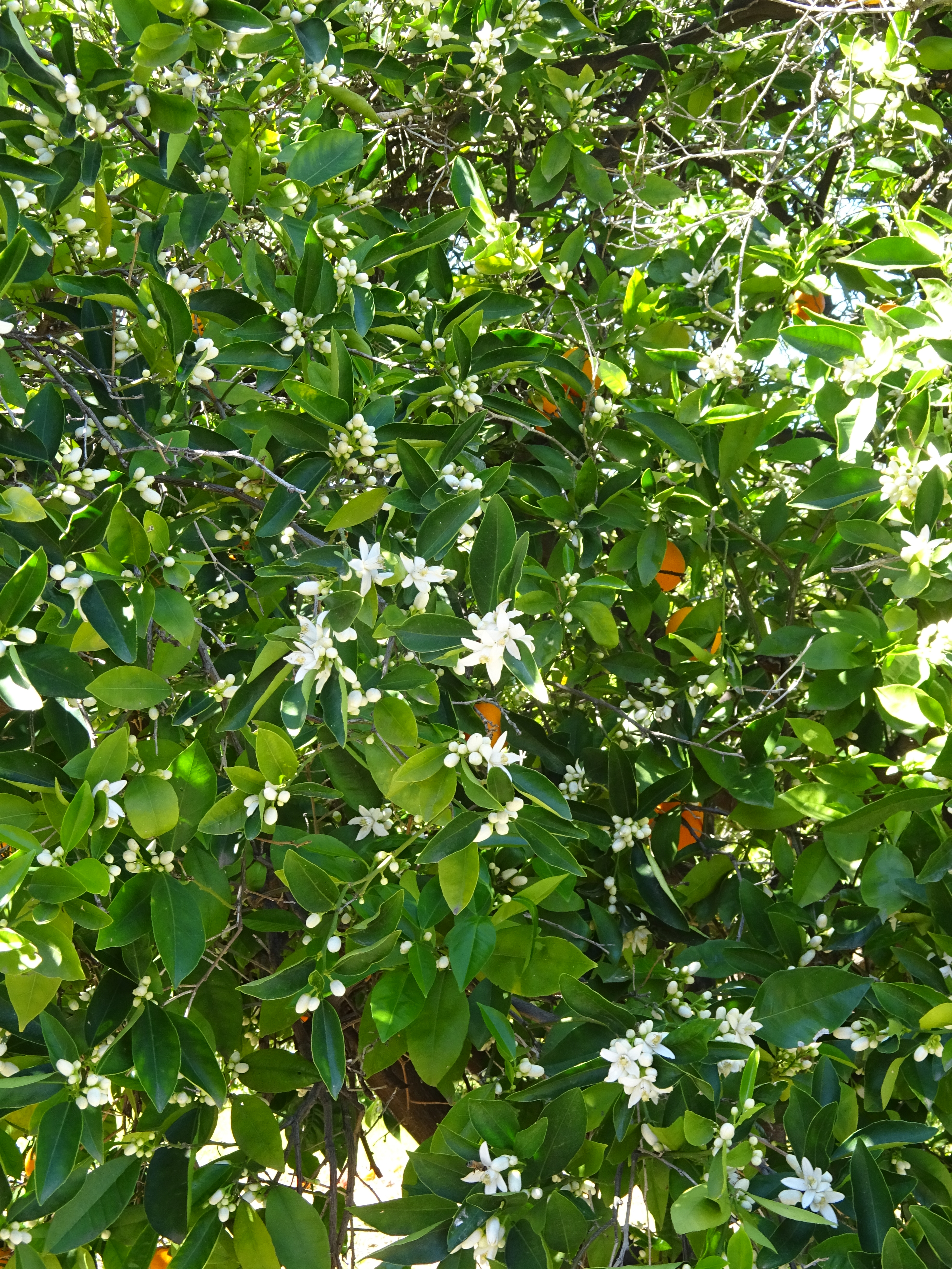 El Carmelo Retreat House – Contemplation Garden